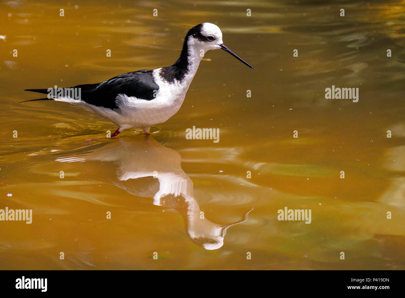 Pernilongo de costas negras hi-res stock photography and images - Alamy