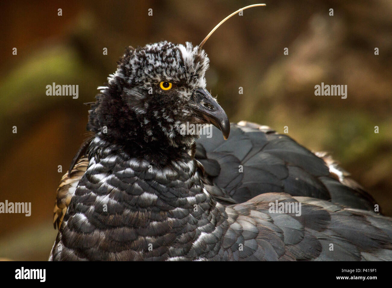 Anhuma; ave; Fauna; Natureza; Ninho de Anhuma; Ninho com ovos de Anhuma ...