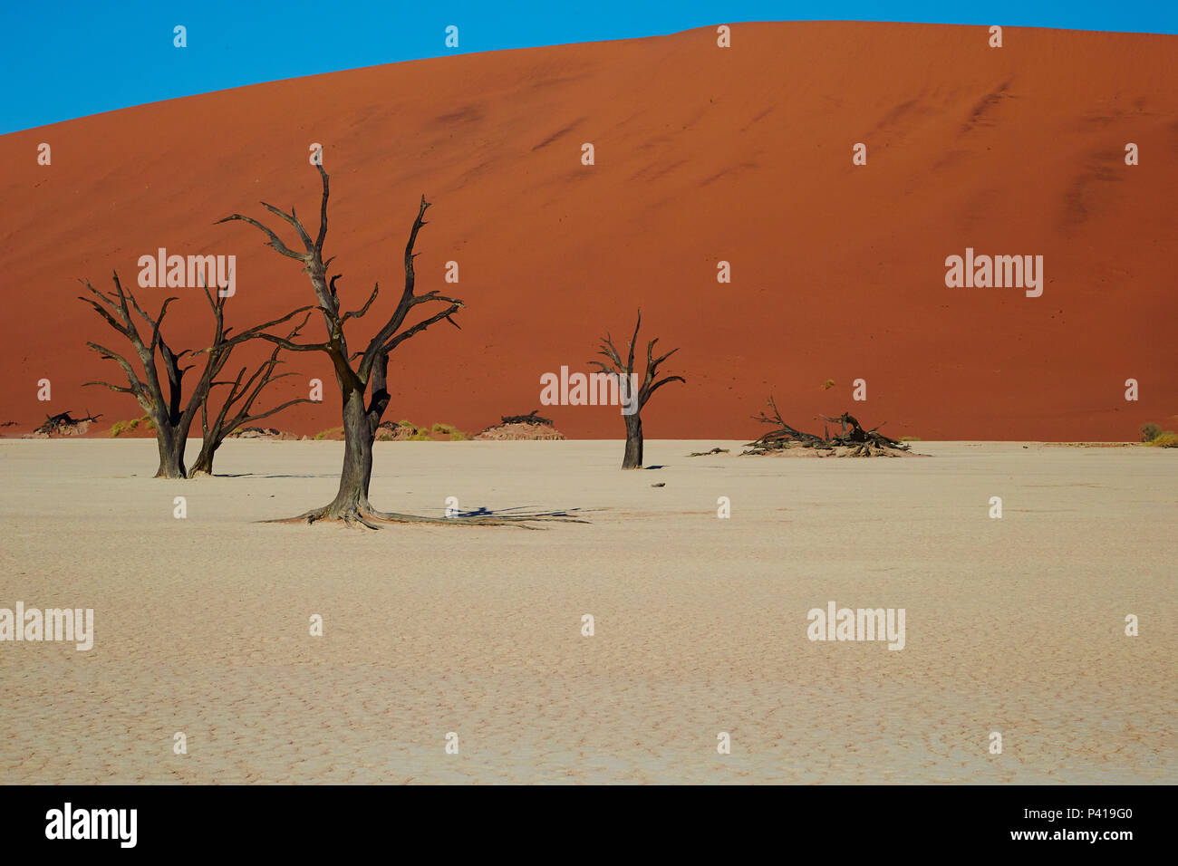 Camelthorn Acacia (Acacia erioloba) dead trees in desert, Sossusvlei ...
