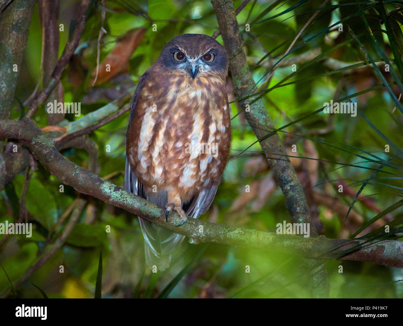 Southern Boobook (Ninox boobook), Malanda, Queensland, Australia Stock ...