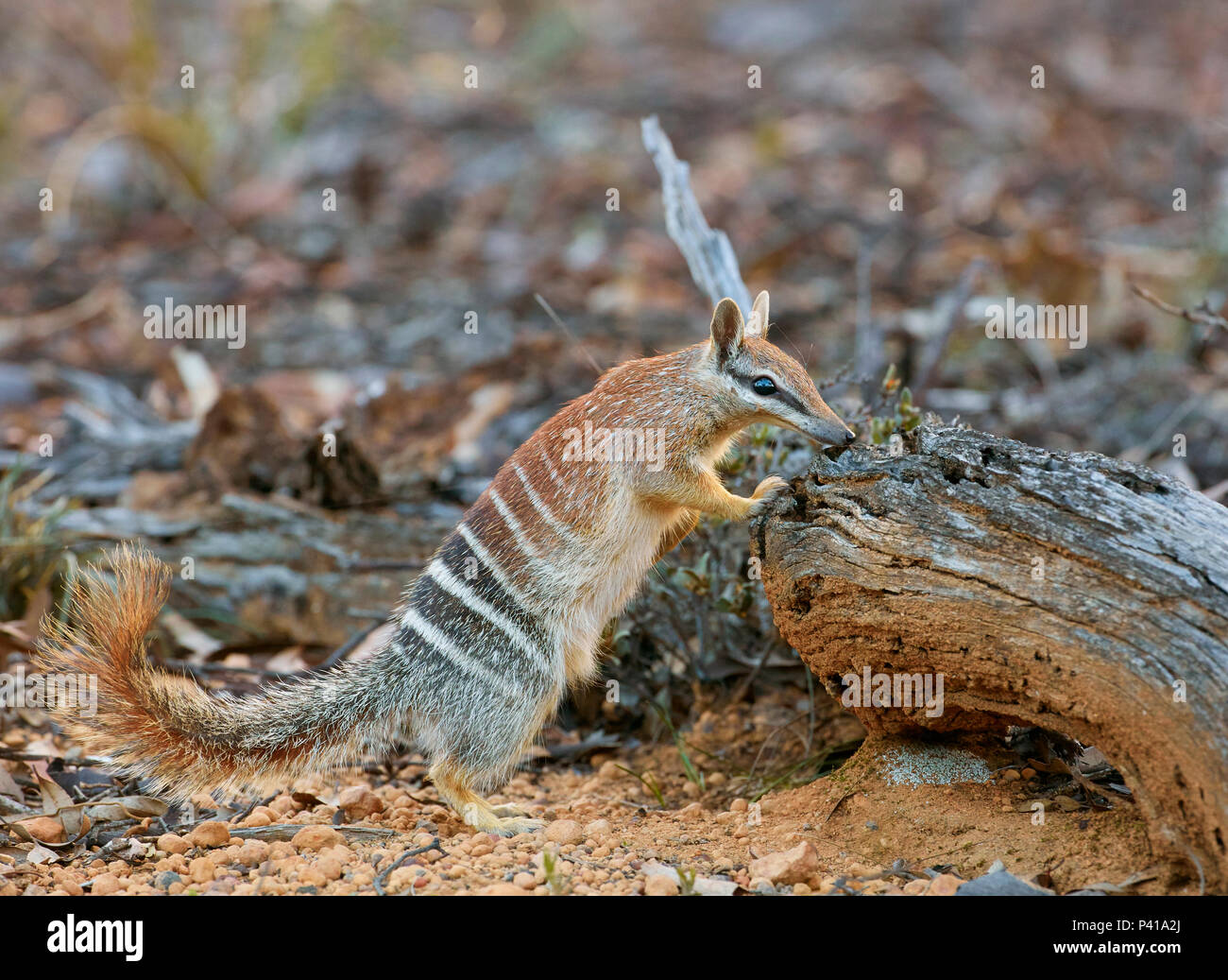 Numbat (Myrmecobius fasciatus) female at burrow, Brookton, Western ...