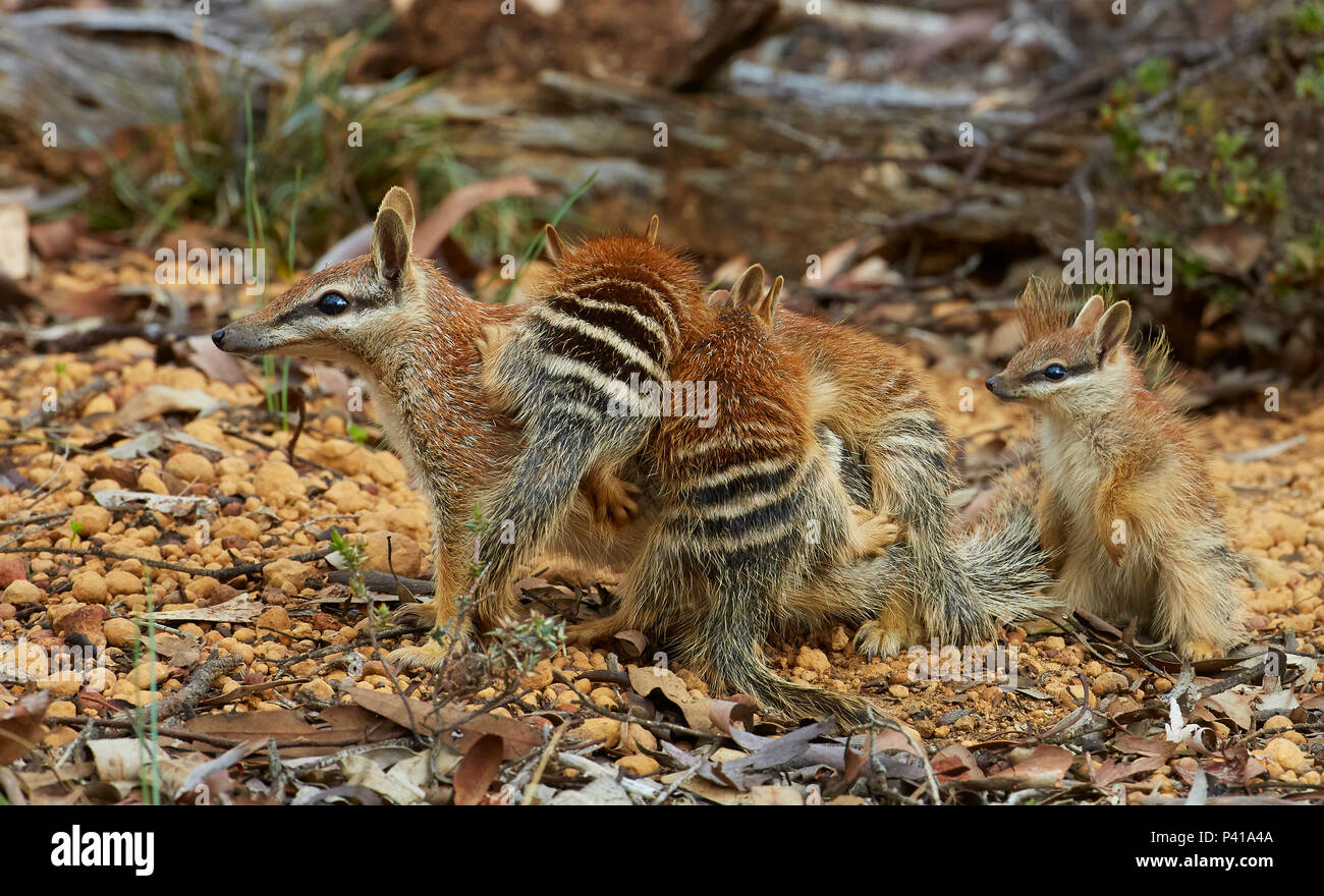 Numbat (Myrmecobius fasciatus) mother carrying young, Brookton, Western ...