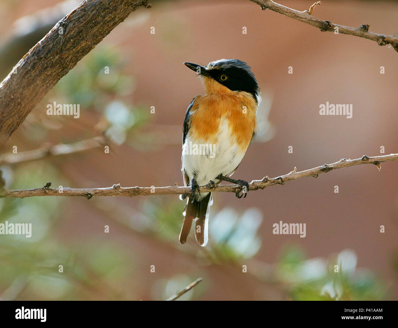 Pririt Batis (Batis pririt) female, Spitzkoppe, Damaraland, Namibia ...