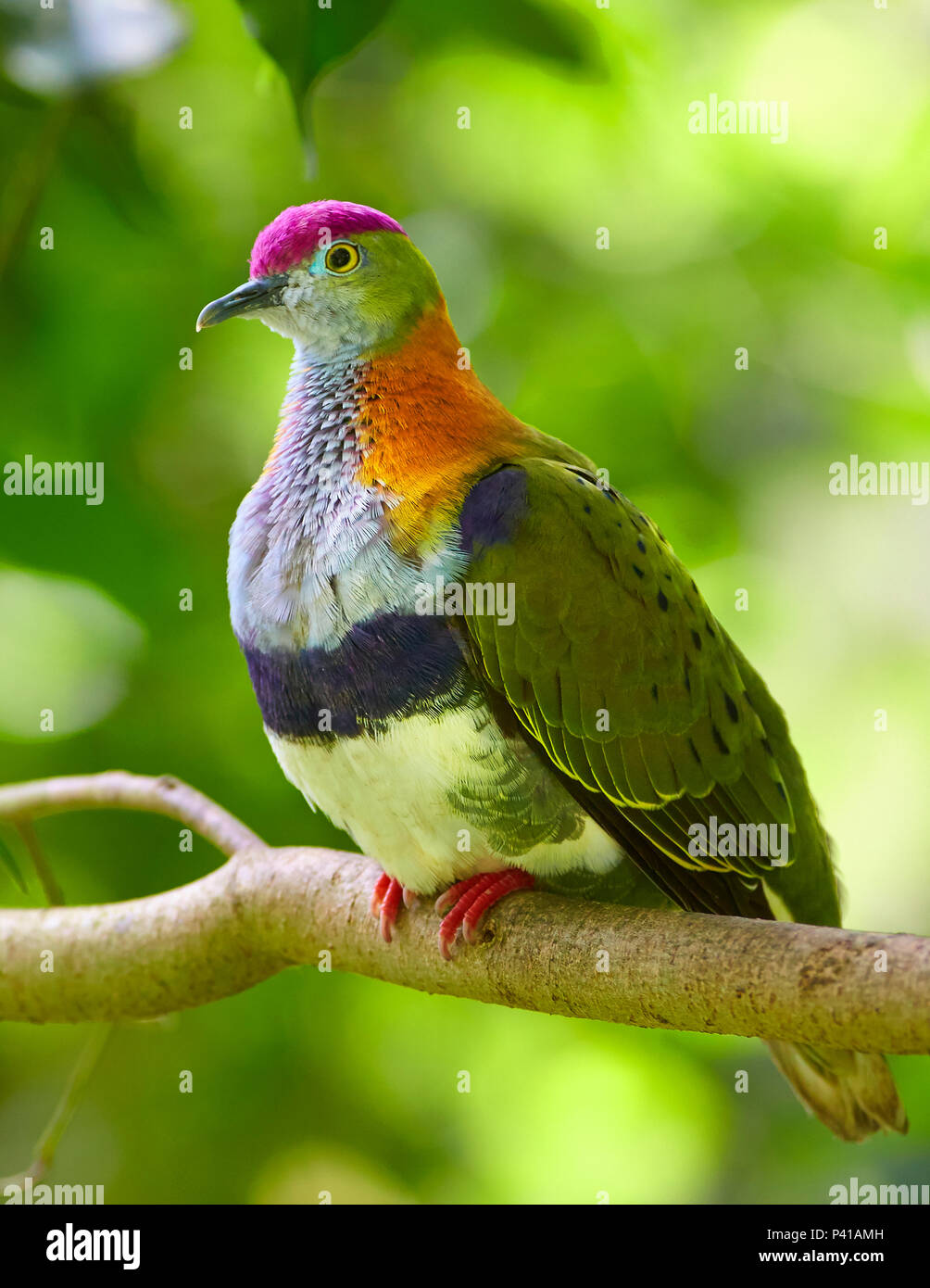 Superb Fruit-Dove (Ptilinopus superbus), Queensland, Australia Stock ...