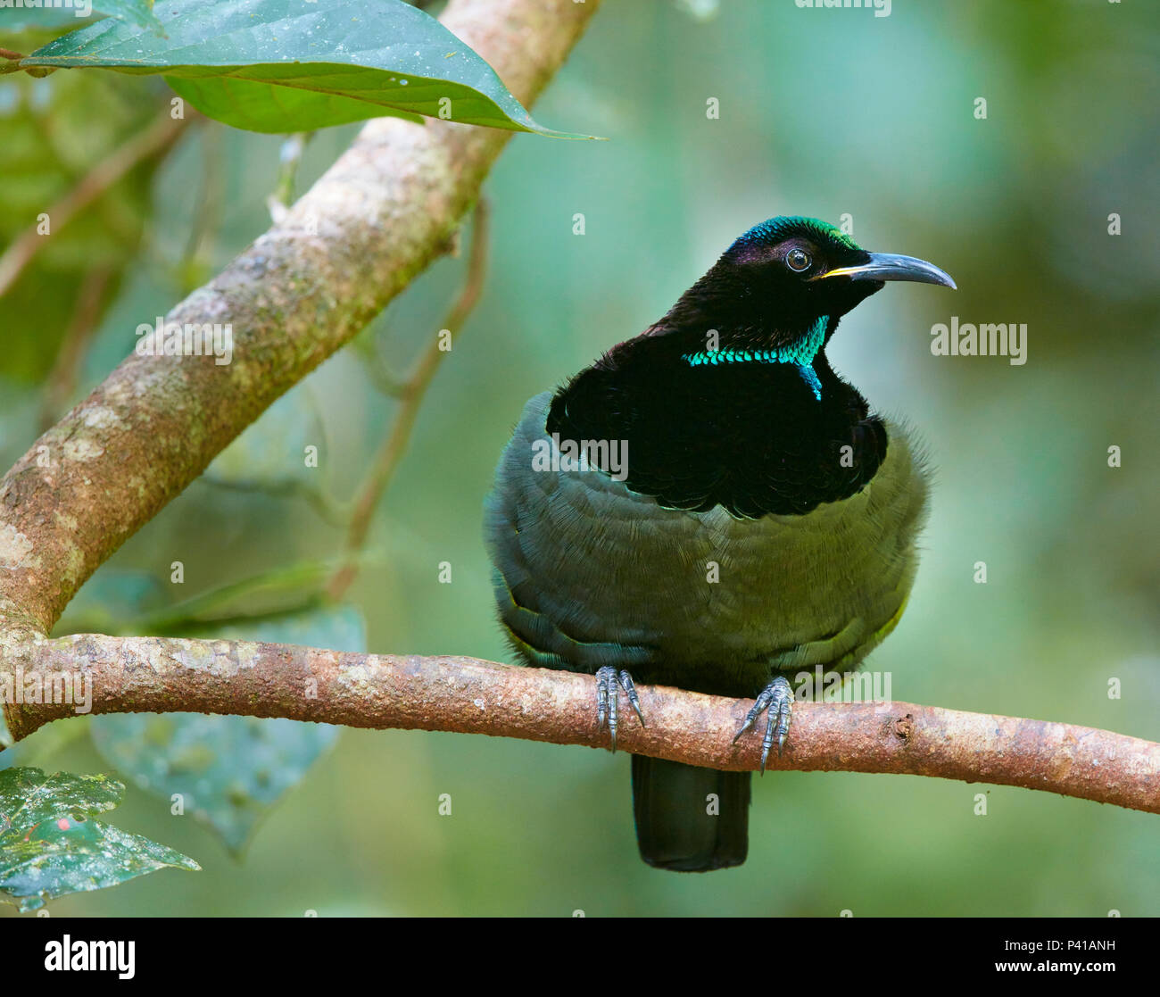 Victoria's Riflebird (Ptiloris victoriae), Malanda, Queensland ...