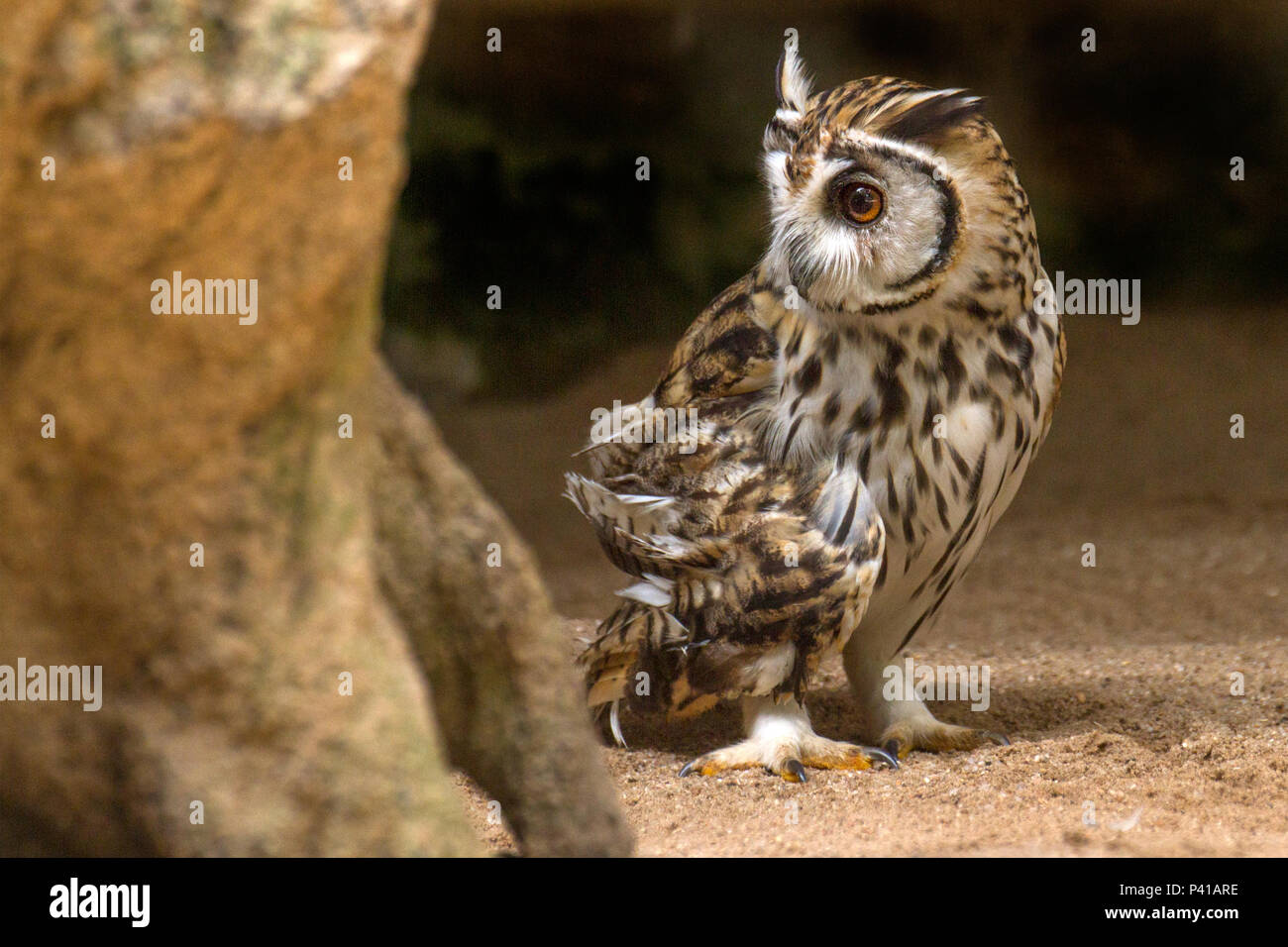 Coruja-orelhuda; coruja; Pseudoscops clamator; Fauna; Natureza ...