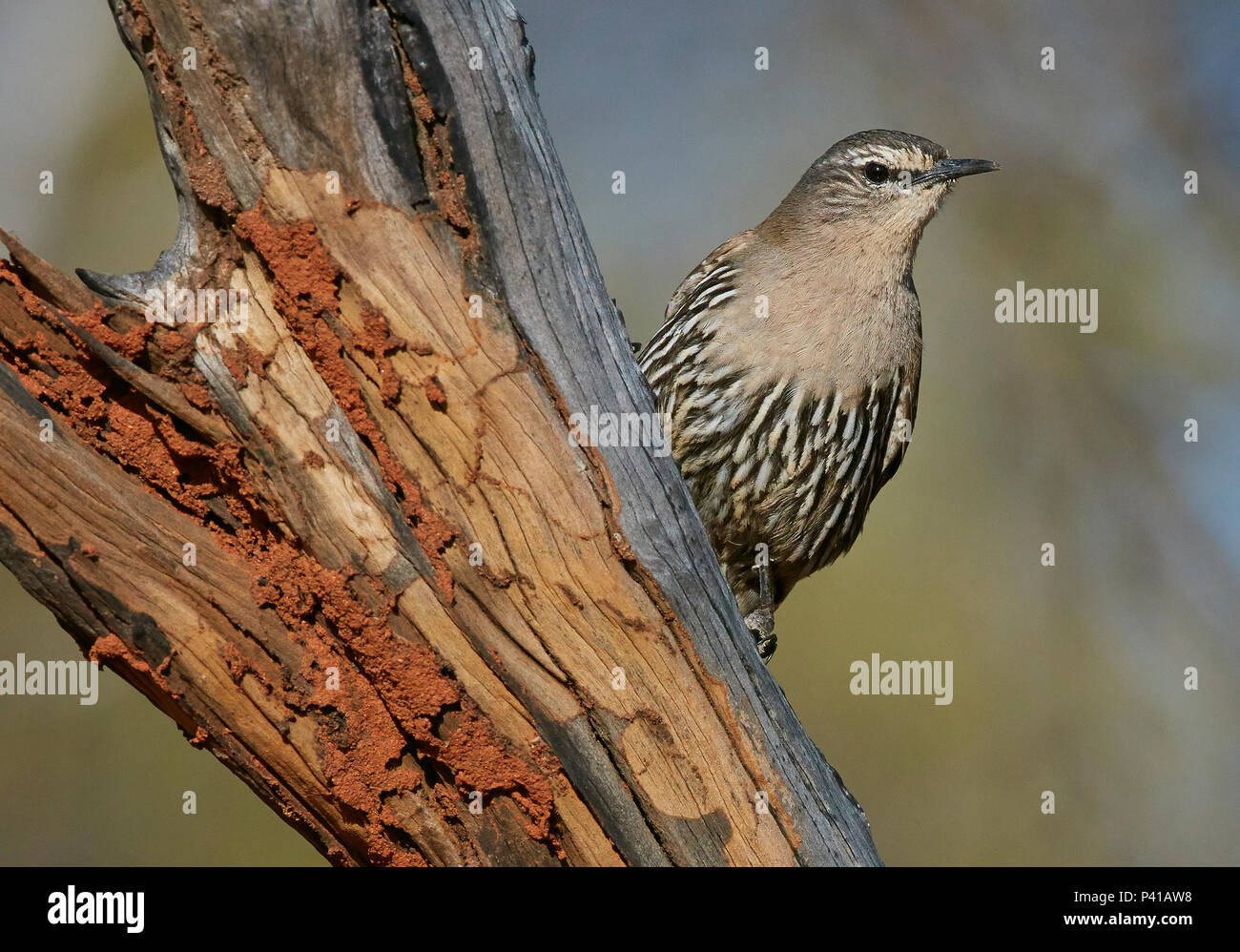 White-browed Treecreeper (Climacteris affinis), Kirkalocka Station ...