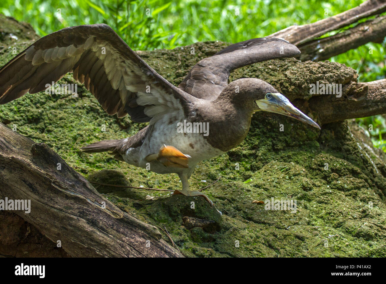 Atobá-pardo,atobá, toba, mergulhão, mambembo, mumbebo, alcatraz-pardo ...