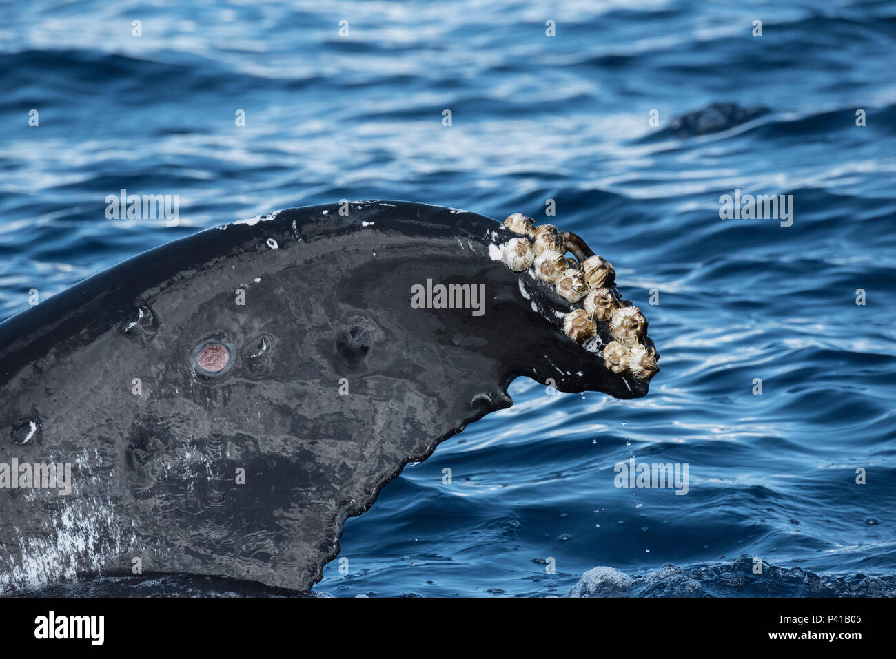 Cookie Cutter Shark Bite