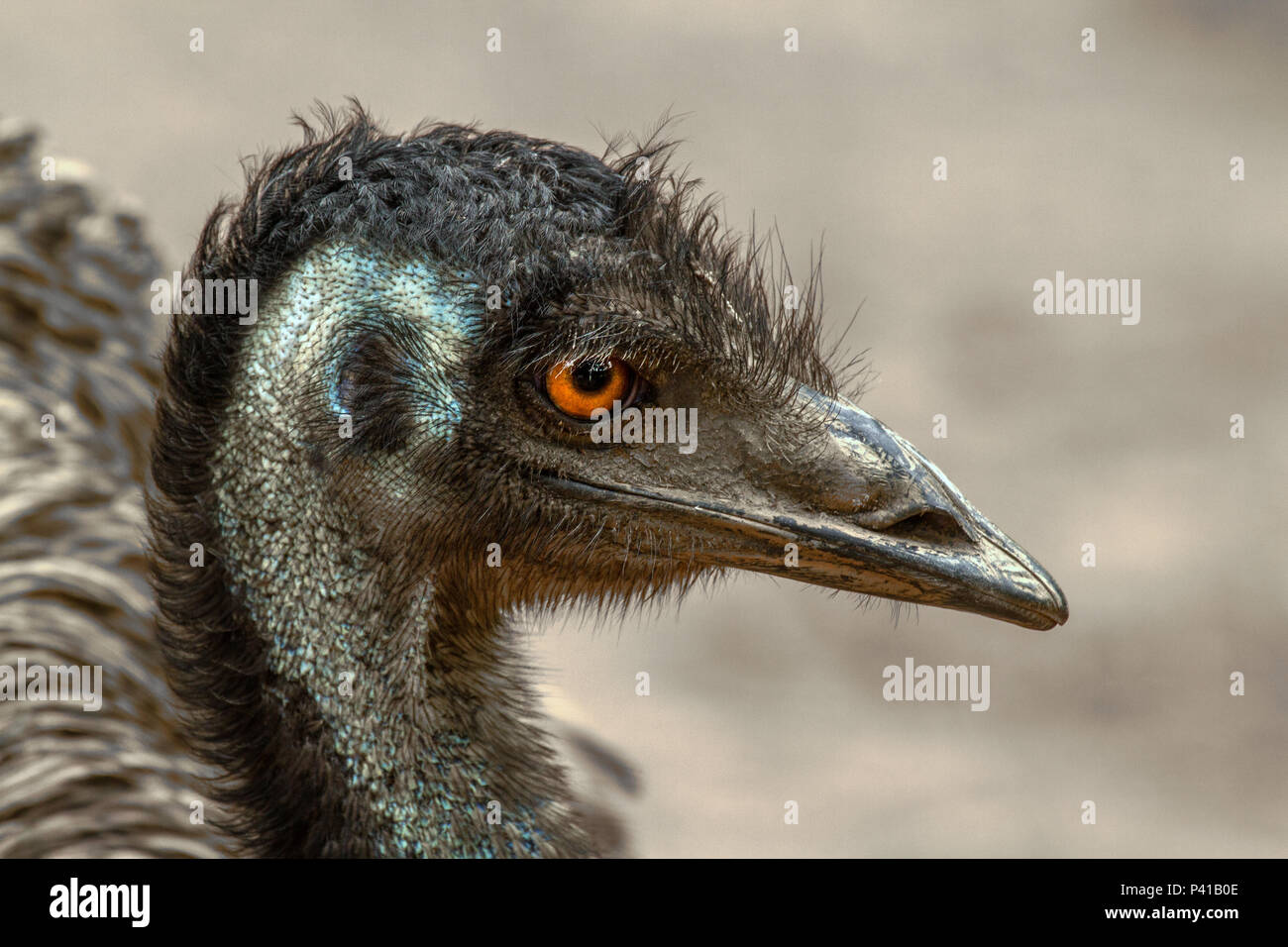 Emu,Dromaius novaehollandiae,ave,Fauna,Natureza,Zooparque,Itatiba,São ...