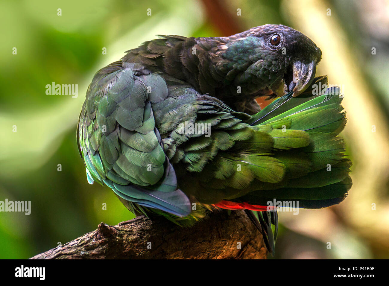 Maitaca verde hi-res stock photography and images - Alamy