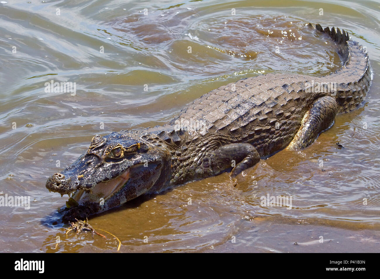 Jacaré Caiman; Caiman yacare; animal; Fauna; Natureza; Pantanal ...