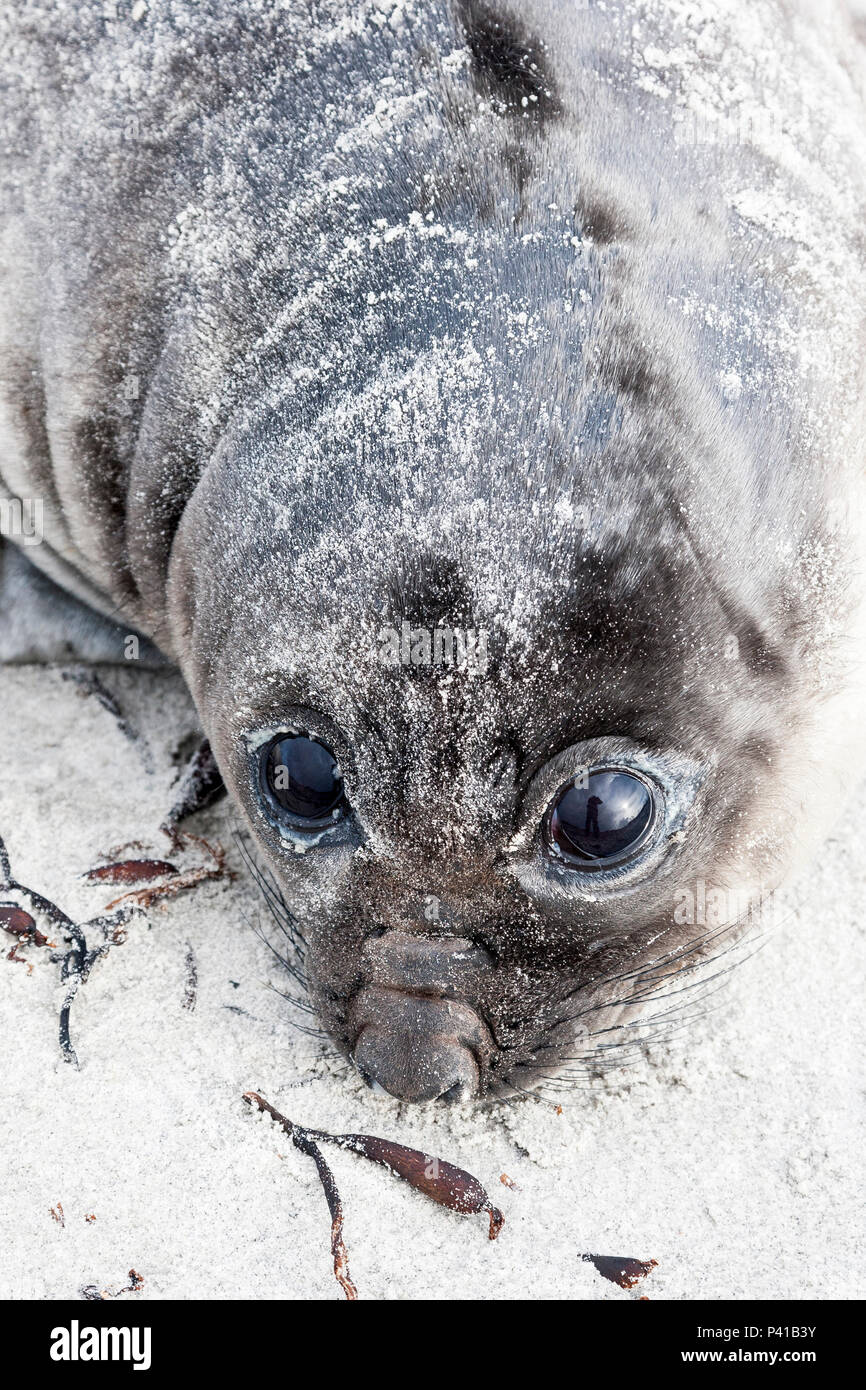 Southern Elephant Seal (Mirounga leonina) pup, Falkland Islands Stock ...