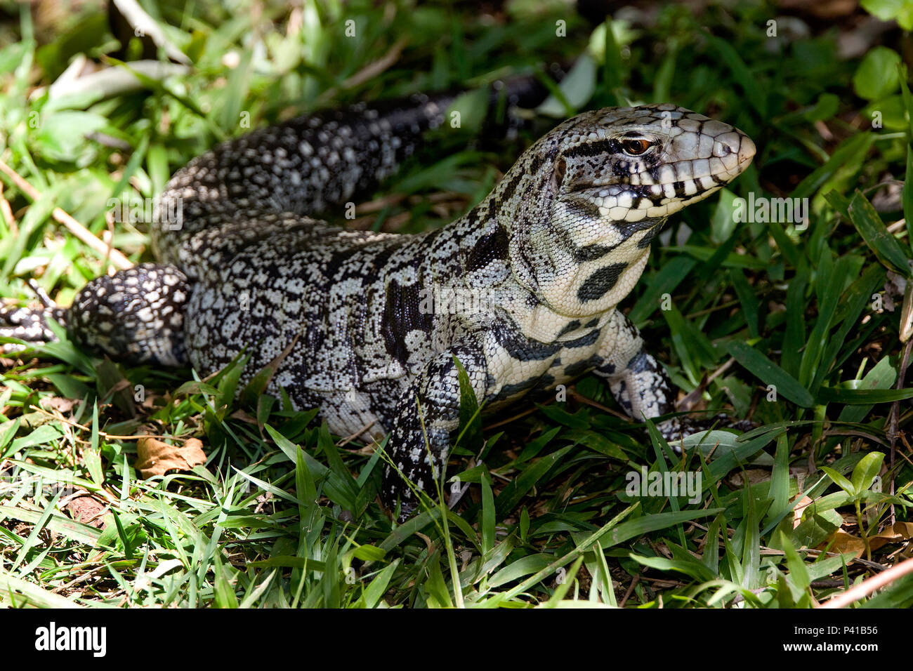 Teiú; réptil; ovíparo; animal; Tupinambis merianãe; Cammon tegu ...