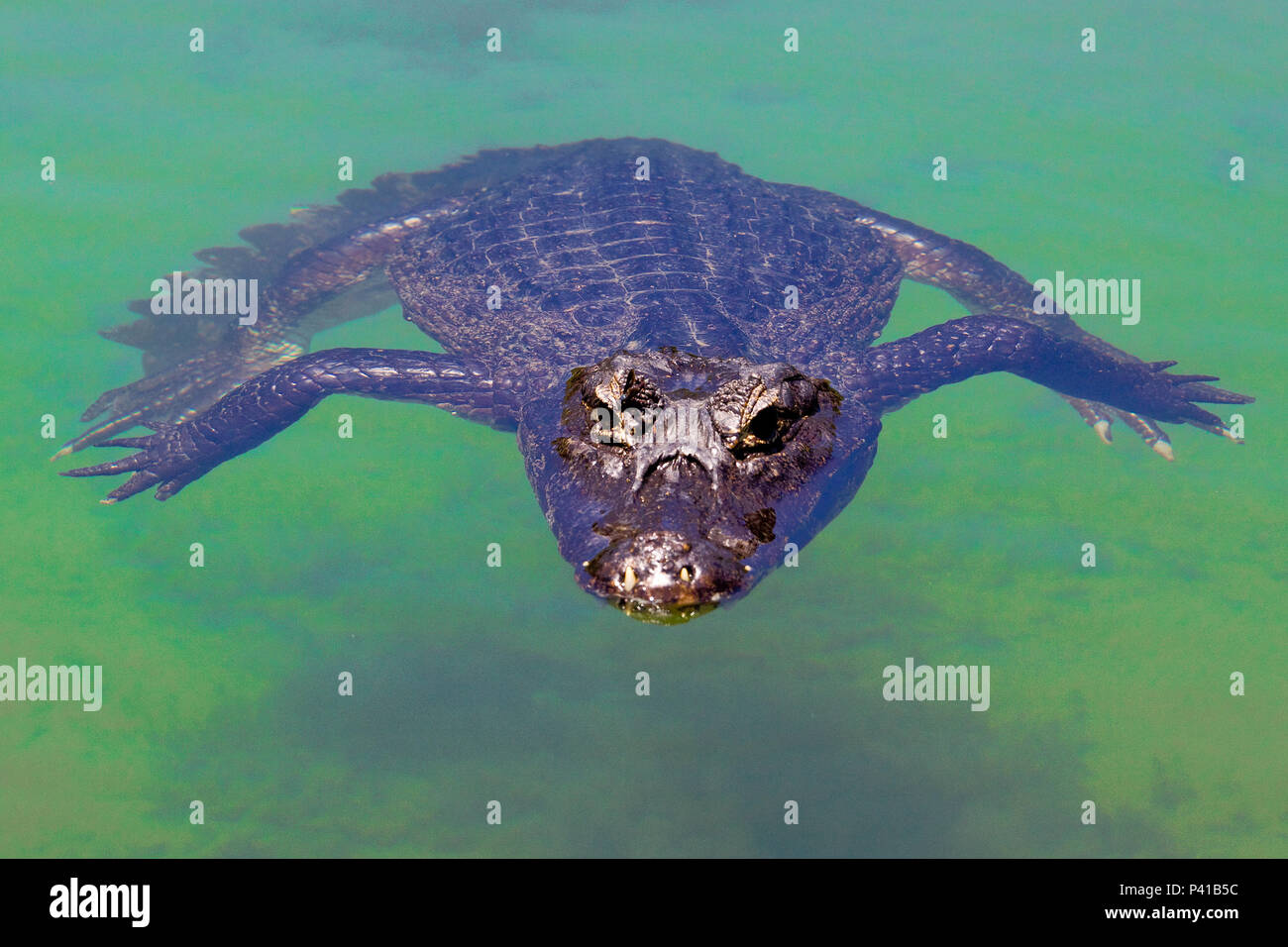 jacaré; Jacaré caiman; animal; Fauna Stock Photo - Alamy