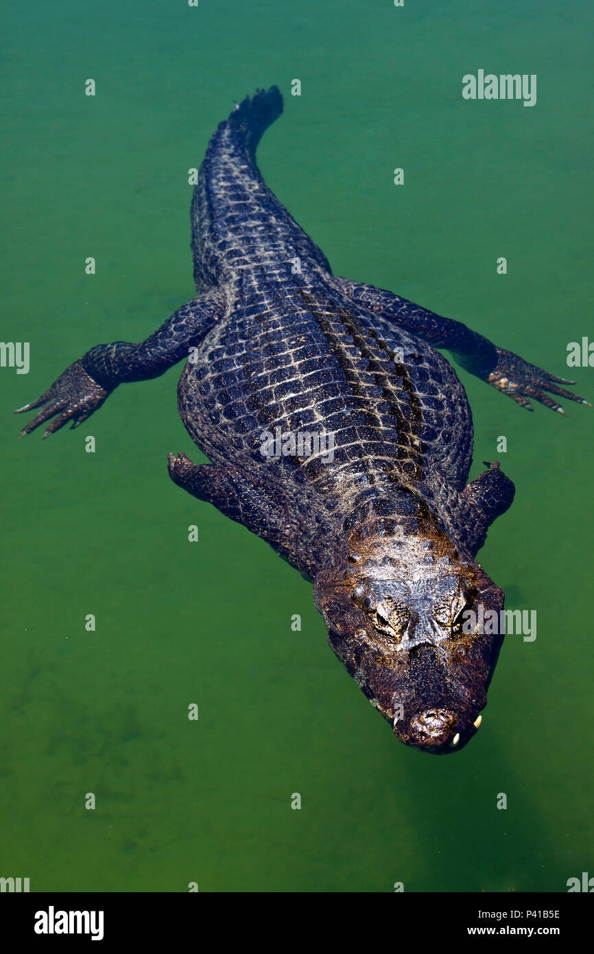 Jacaré; Jacaré Caiman; Caiman yacare; animal; ovíparo; Fauna; Bonito ...