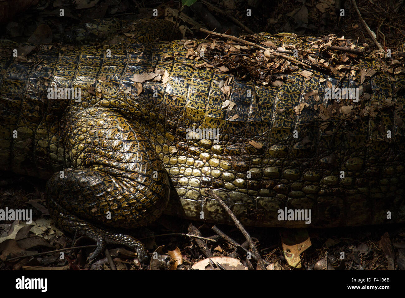 Reptil carnivoro hi-res stock photography and images - Alamy