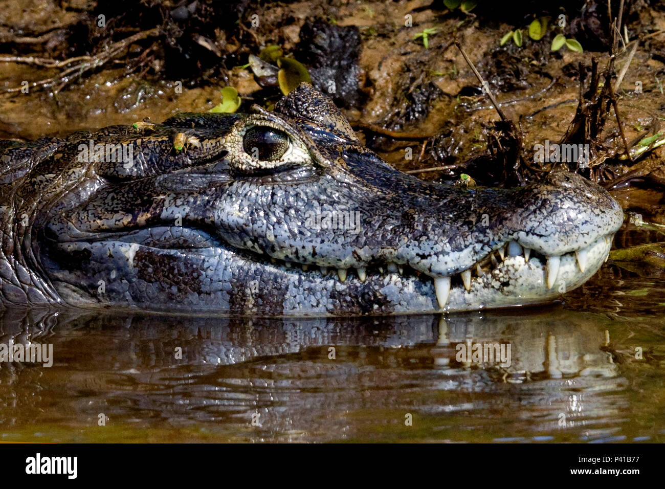 Jacaré Caiman Crocodilus yacare; jacaré; jacaré do pantanal; animal ...