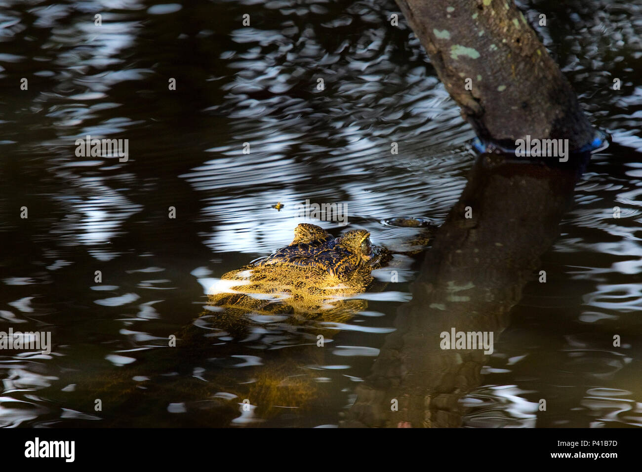 Jacaré Caiman; Caiman yacare; animal; Fauna; Natureza; Pantanal ...