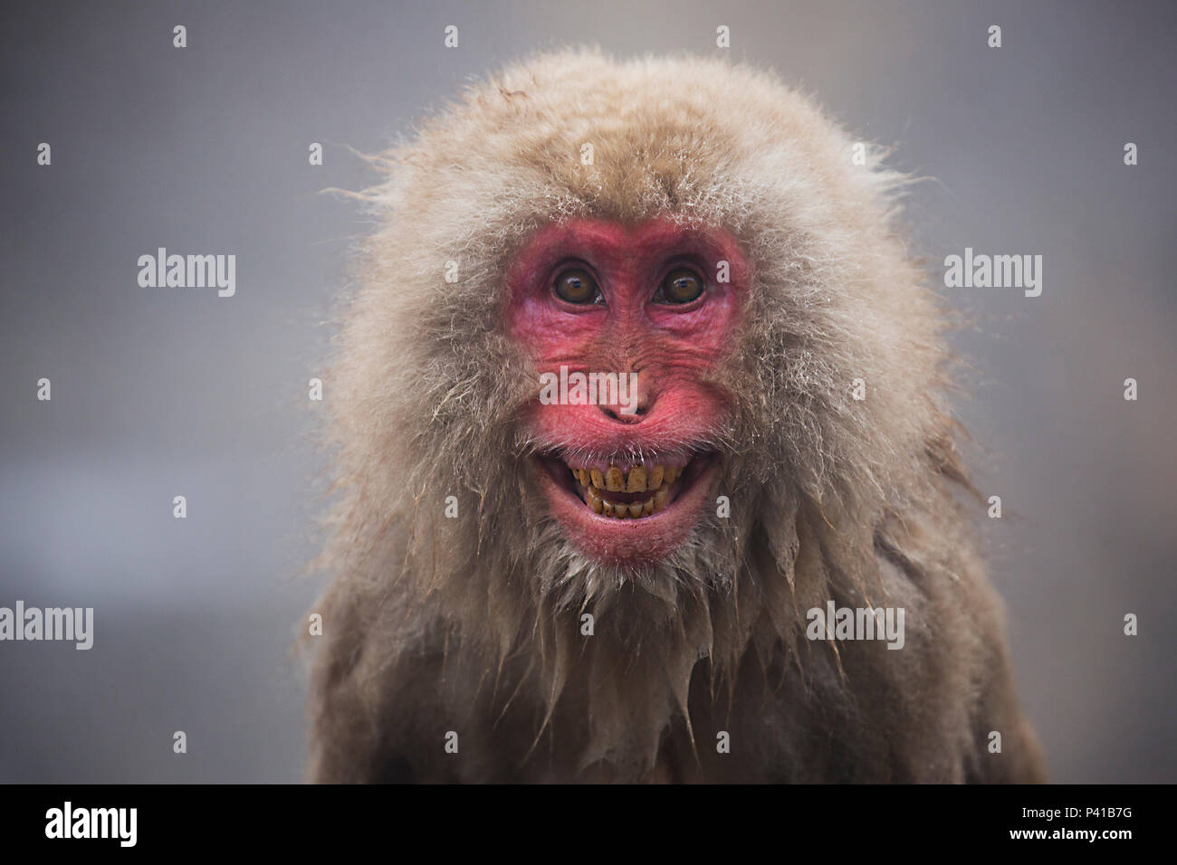 Japanese Macaque (Macaca fuscata) in defensive posture in hot spring ...