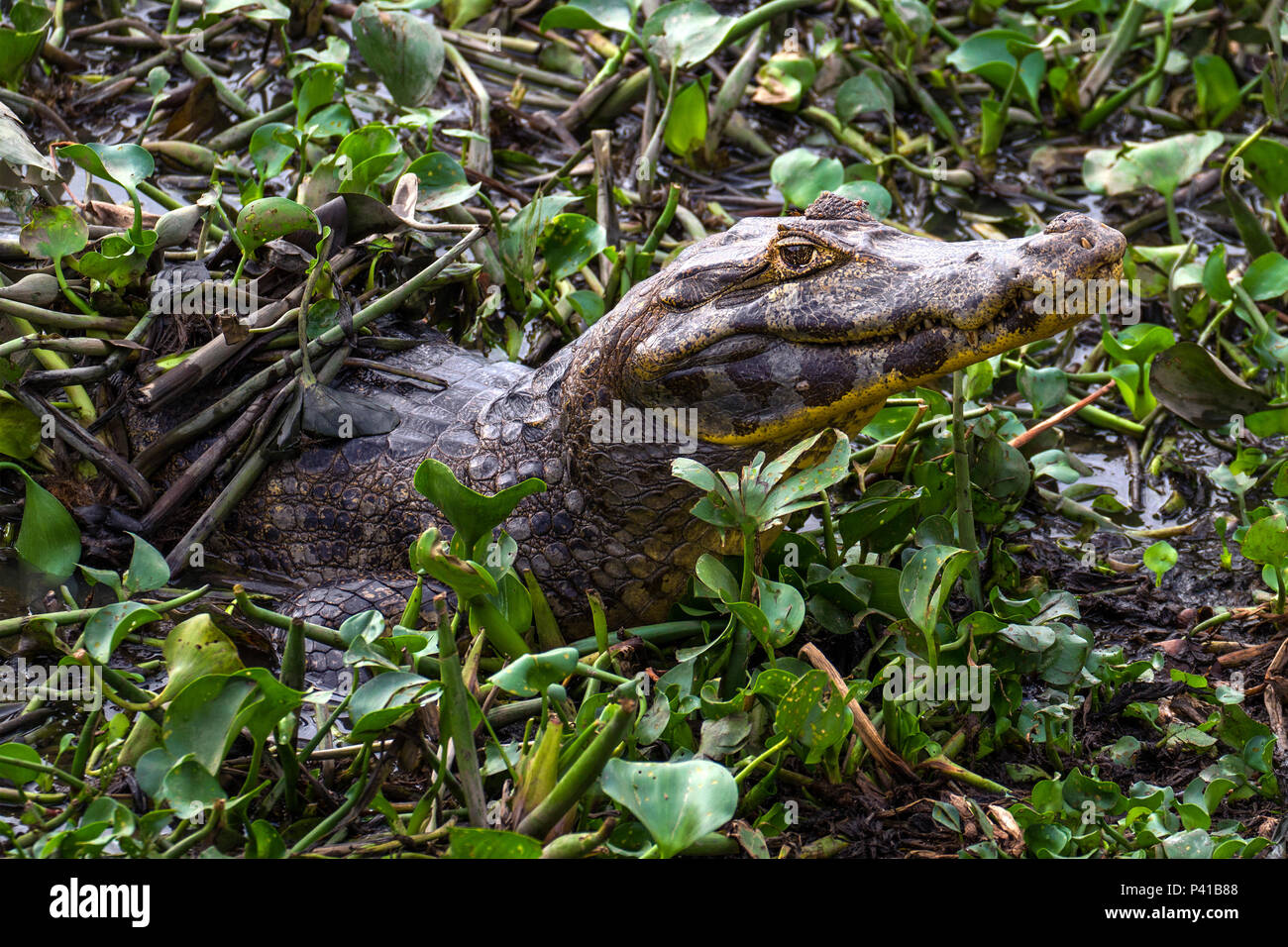 Jacaré; Jacaré Caiman; Caiman yacare; Jacaré-do-pantanal; jacaré-do ...