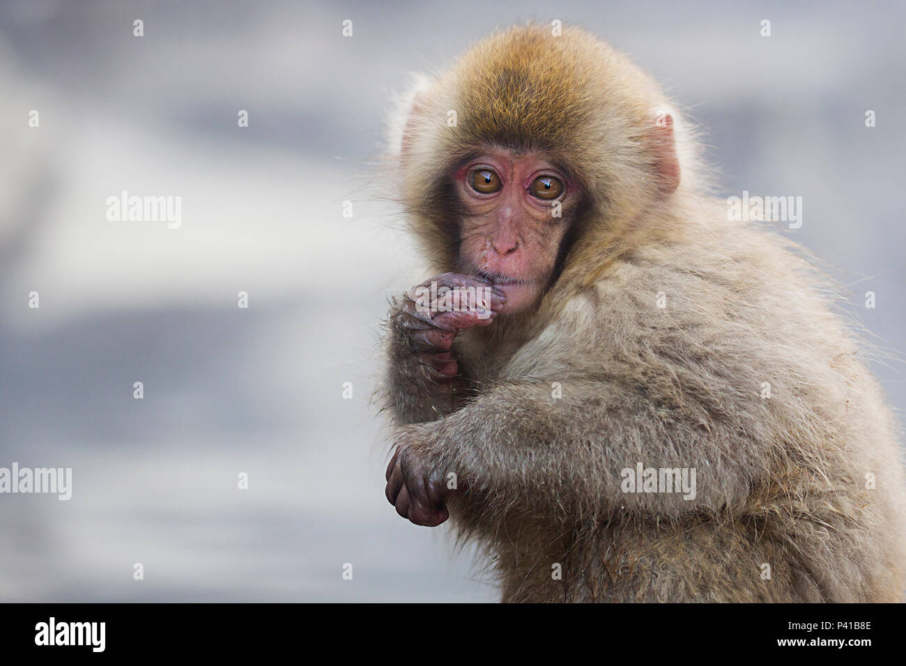 Japanese Macaque (Macaca fuscata) young, Jigokudani, Nagano, Japan ...
