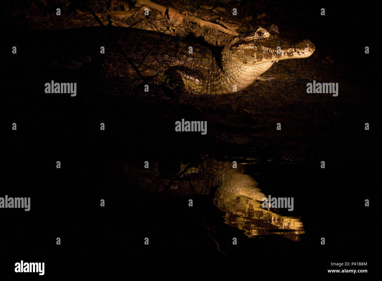 Jacaré; Jacaré Caiman; Caiman Crocodilus yacare; Animal; Fauna; Rio ...