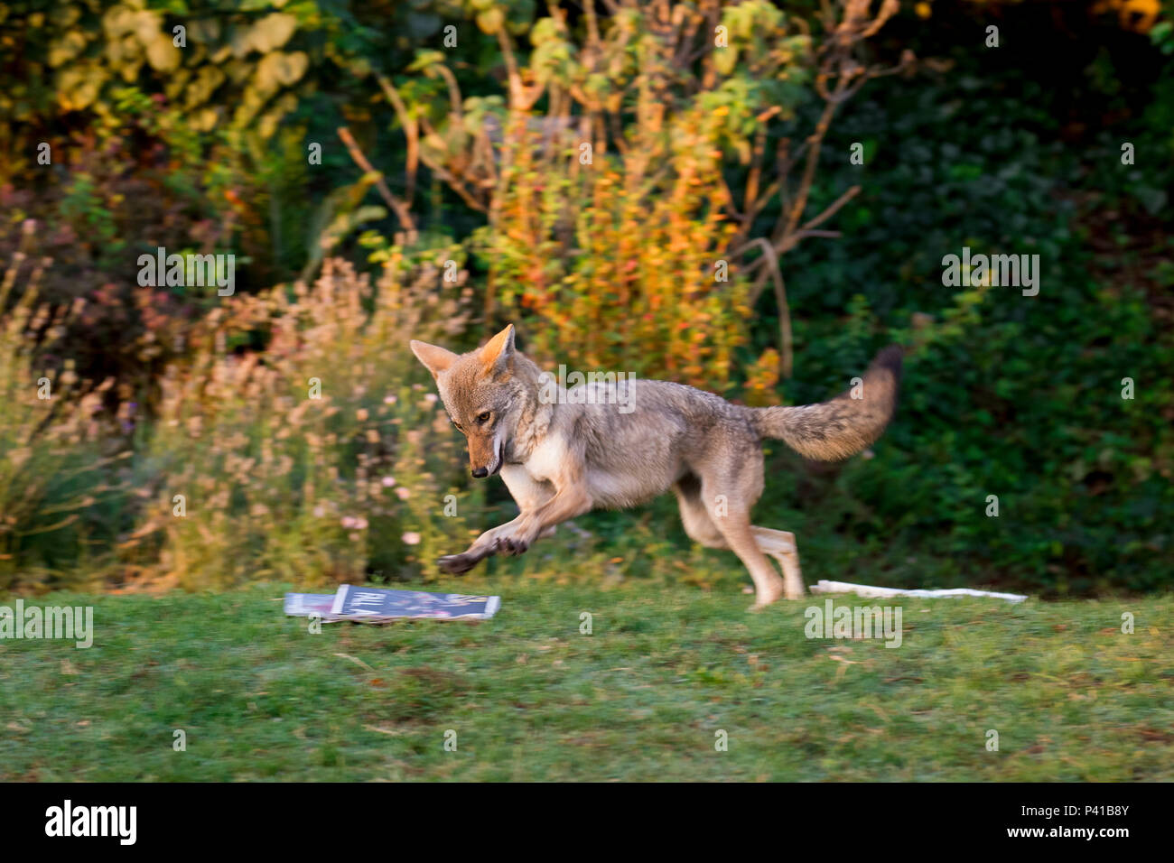 Coyote (Canis latrans) female playing with newspaper, San Francisco ...