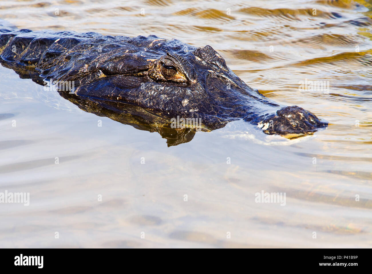 Jacaré; Jacaré Caiman; réptil; animal; Fauna; Natureza; Pantanal ...