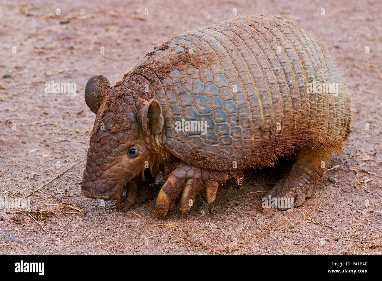 Tatu Stock Photos & Tatu Stock Images - Alamy