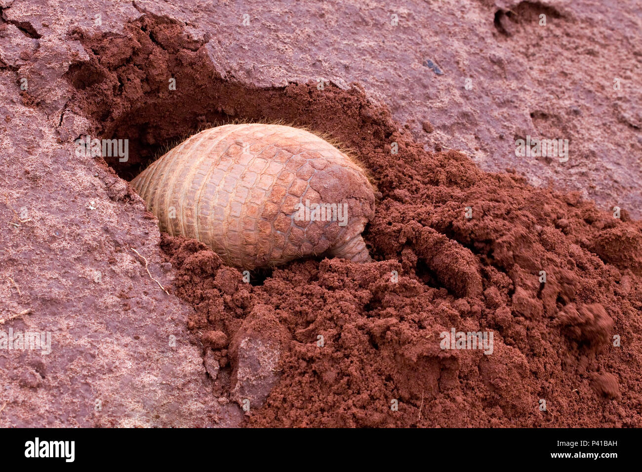 Tatu Peludo High Resolution Stock Photography and Images - Alamy