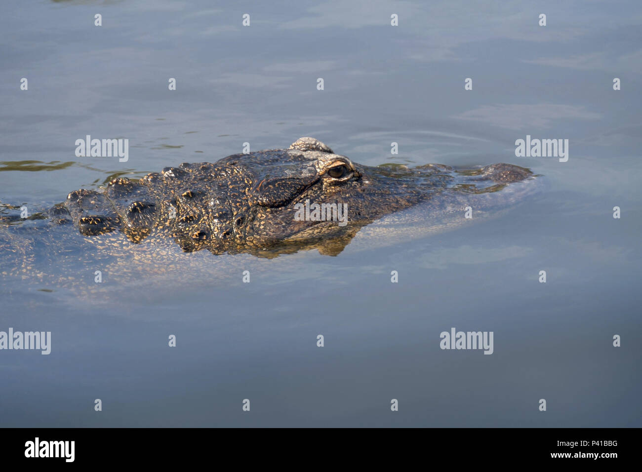 Single crocodile floating in water Stock Photo - Alamy