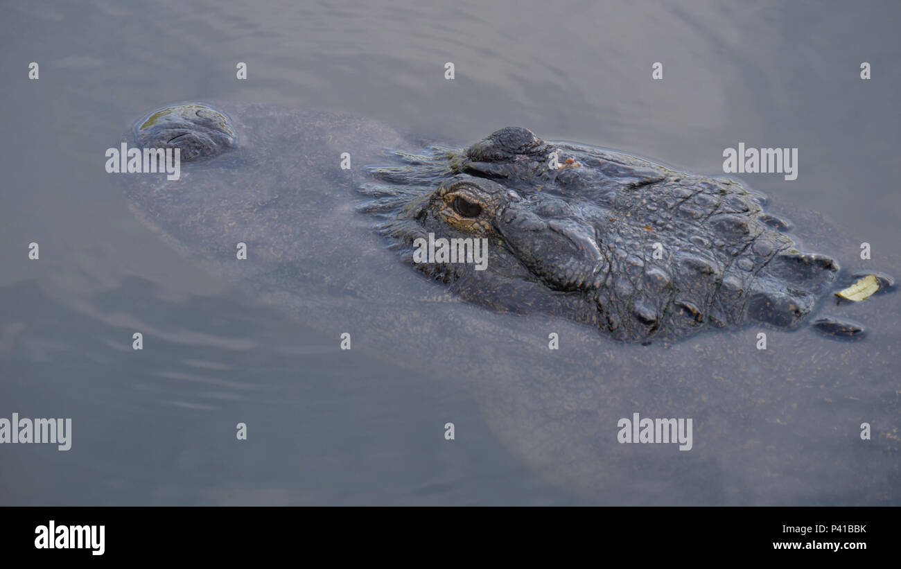 Swamp alligators florida hi-res stock photography and images - Alamy