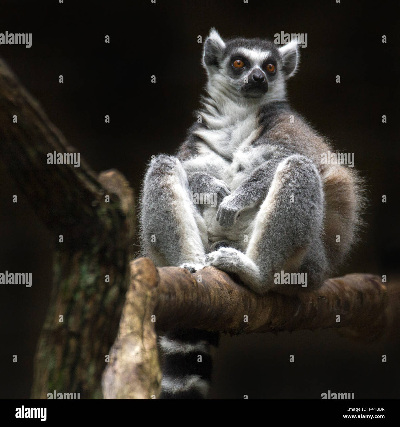 Lemure de cauda anelada hi-res stock photography and images - Alamy