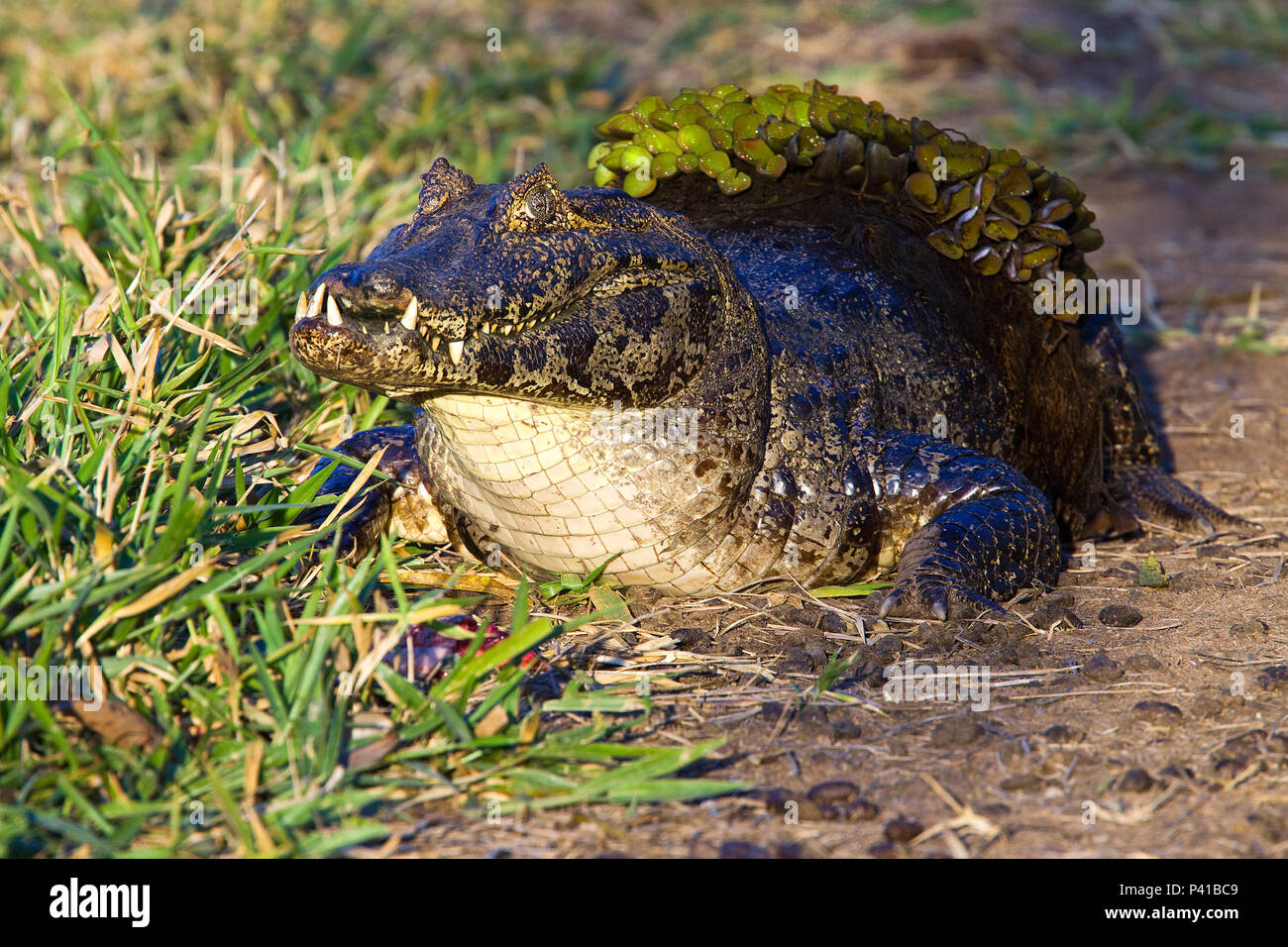 Jacaré; Jacaré Caiman; animal; Fauna; Pantanal; Aquidauana; Mato Grosso ...