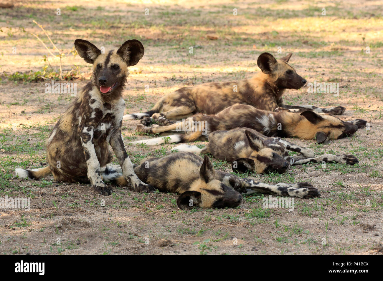 African Wild Dog (Lycaon pictus) juveniles, Sabi-sands Game Reserve ...