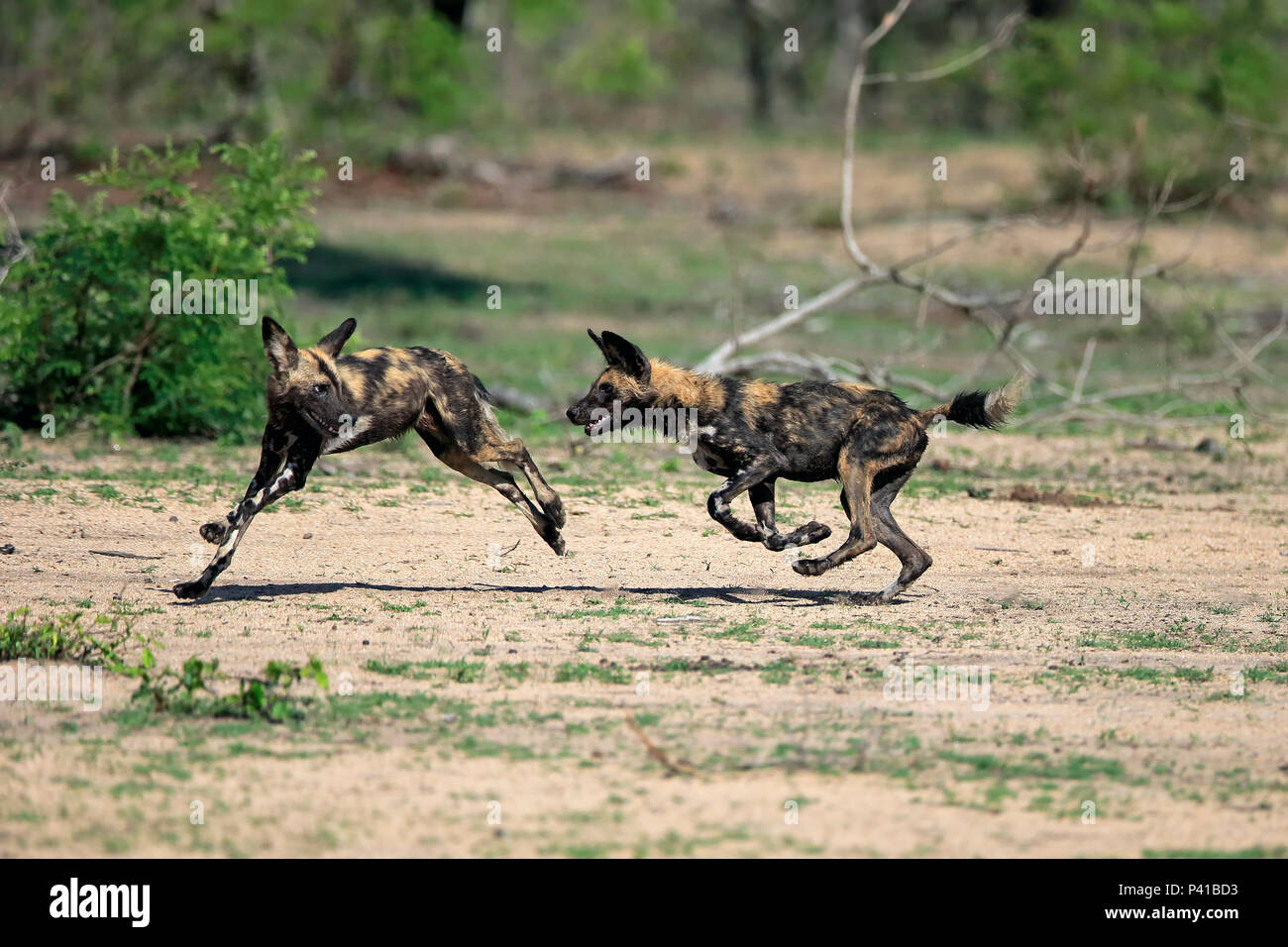African Wild Dog (Lycaon pictus) males fighting, Sabi-sands Game ...