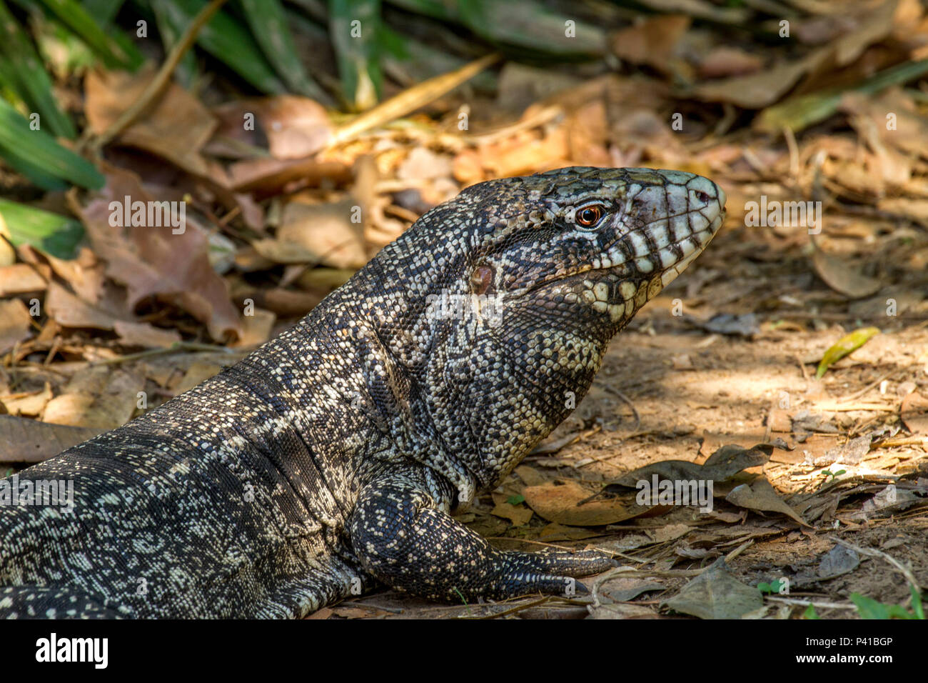 Teiú; répteis; Tupinambis; teiú; lagartiu; teju; tegu; jacuraru ...
