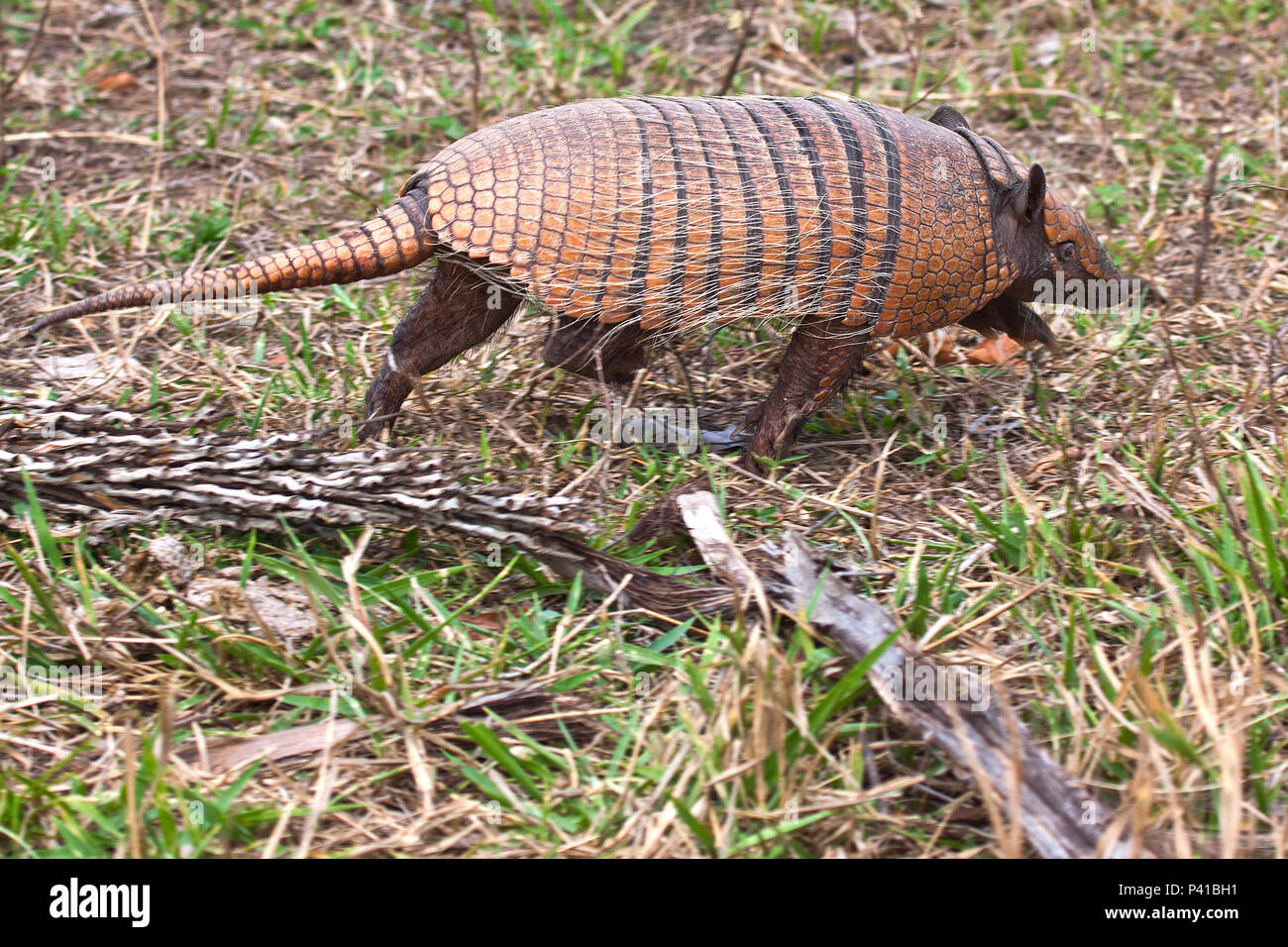 Tatu cascudo hi-res stock photography and images - Alamy