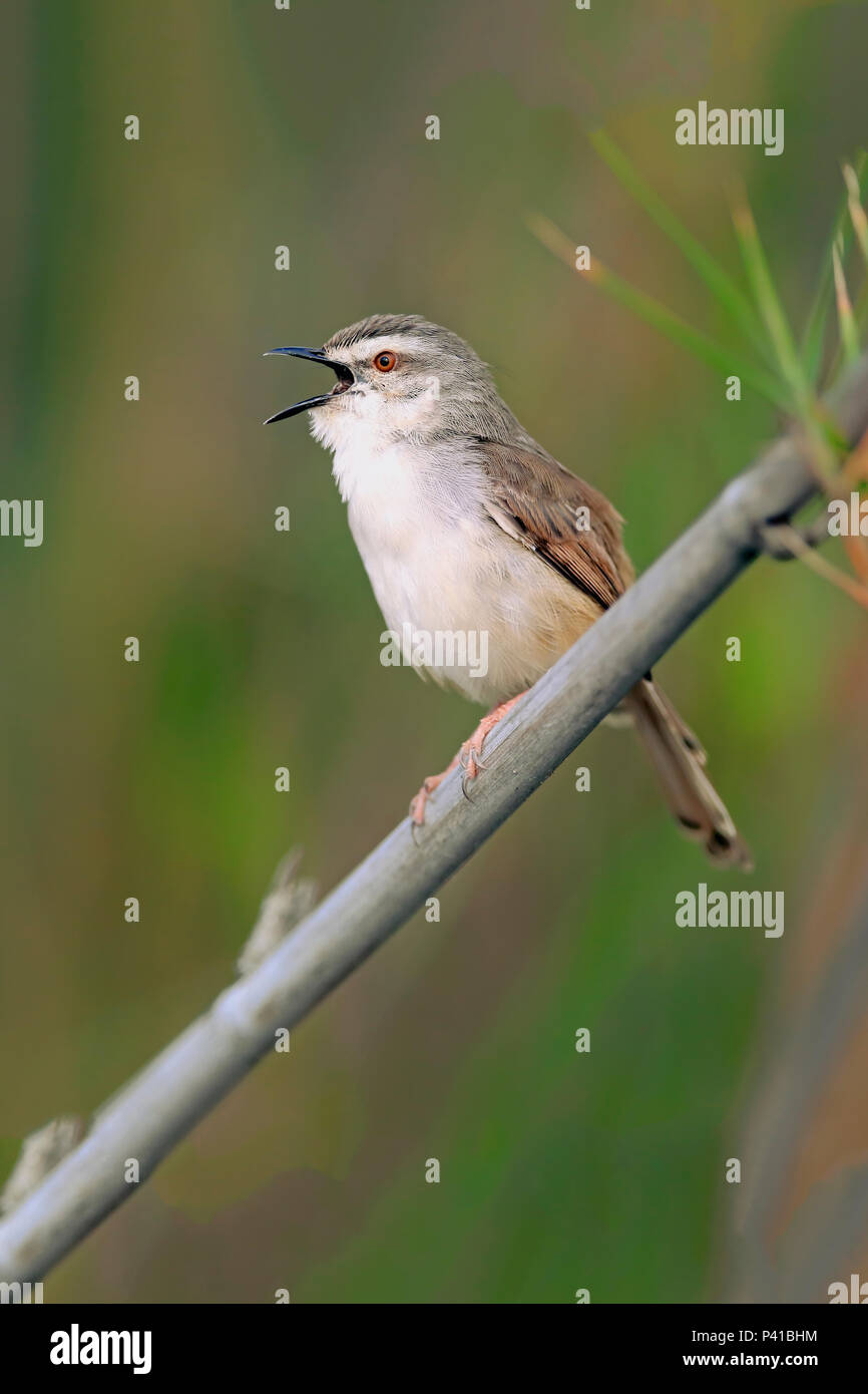 Tawny-flanked Prinia (Prinia subflava) calling, Sabi-sands Game Reserve ...
