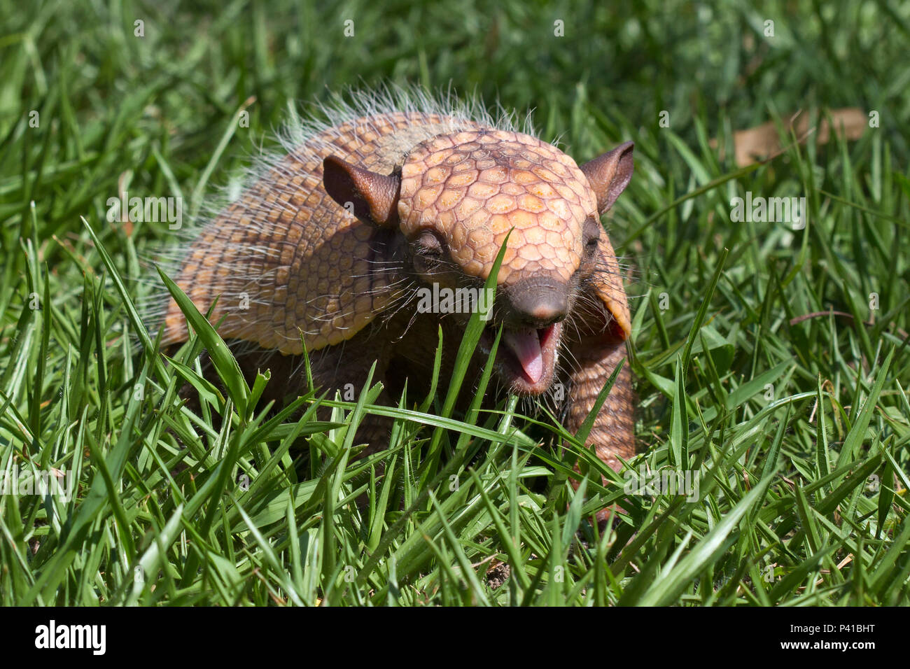 Tatu peba; Euphractus sexcinctus; peba; papa-defunto; tatupoiú; tatu-de ...