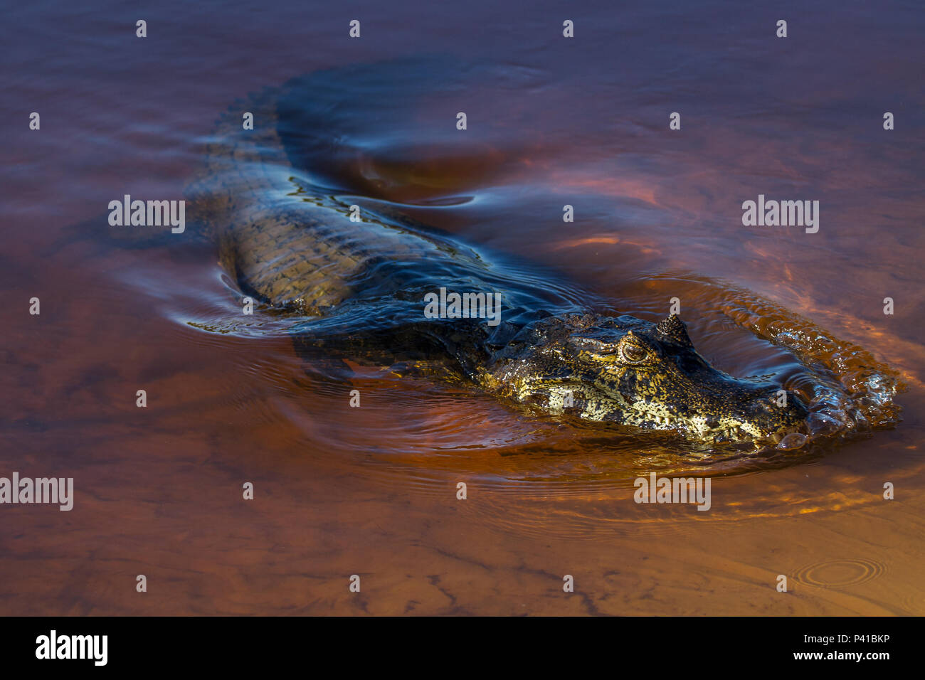 Jacaré; Caiman crocodilus yacare; animal; Natureza; Fauna; Pantanal ...