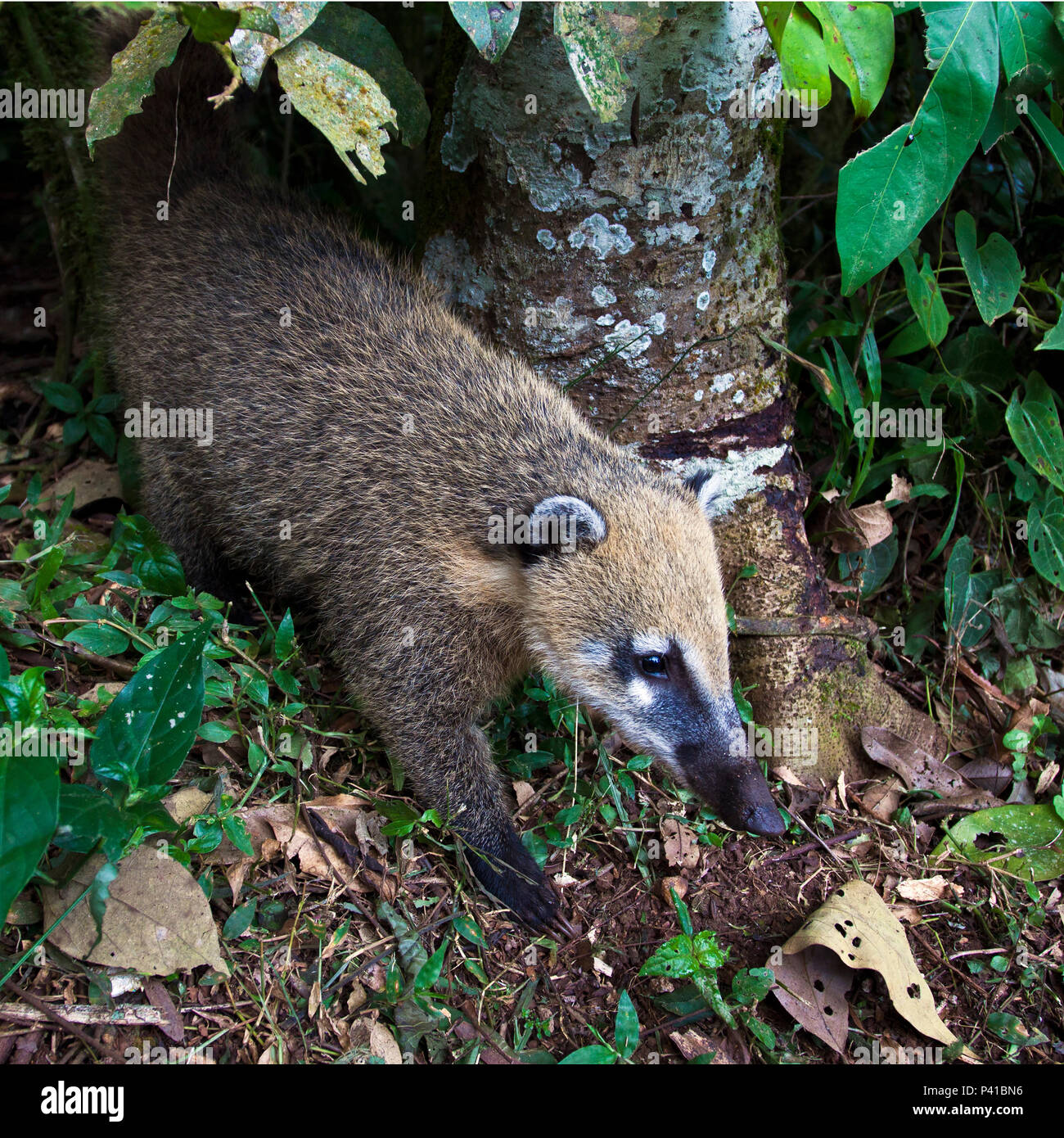 Quati; mamífero; família Procyonidae; animal; Natureza; Fauna; Parque ...