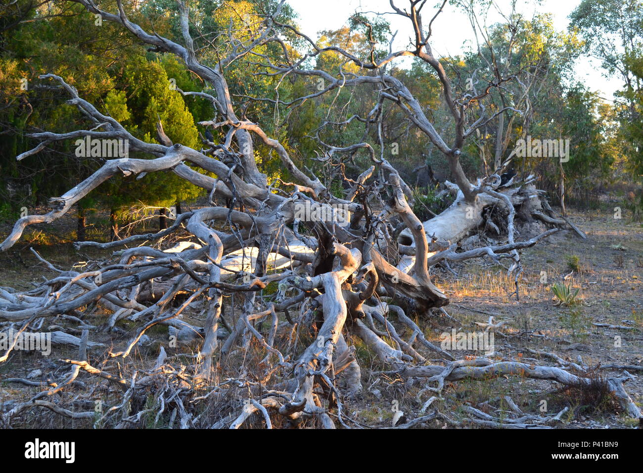 Gumtree High Resolution Stock Photography and Images - Alamy