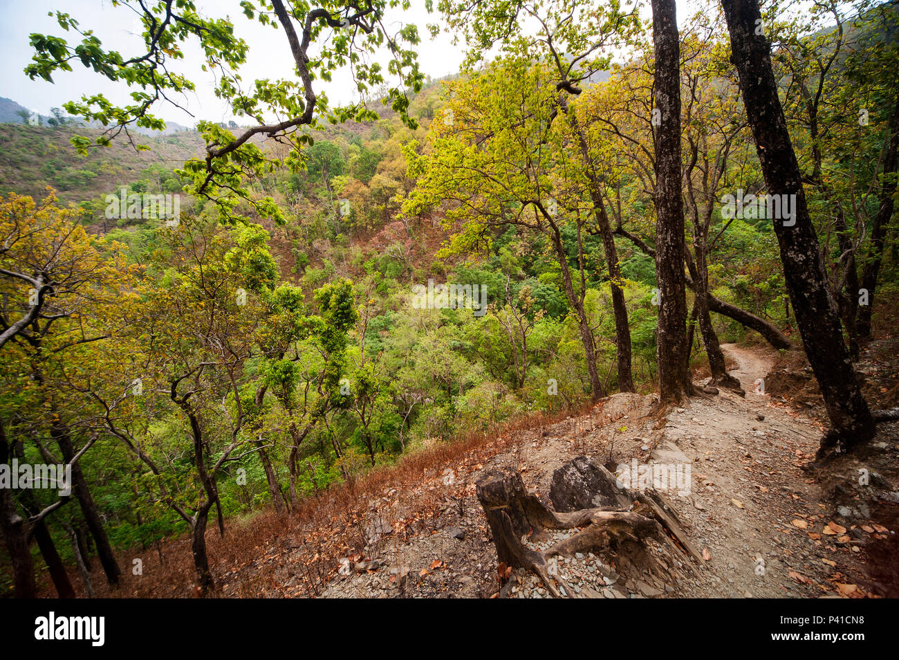 Dense forest at the Nandhour Valley, Kumaon Hills, Uttarakhand, India ...
