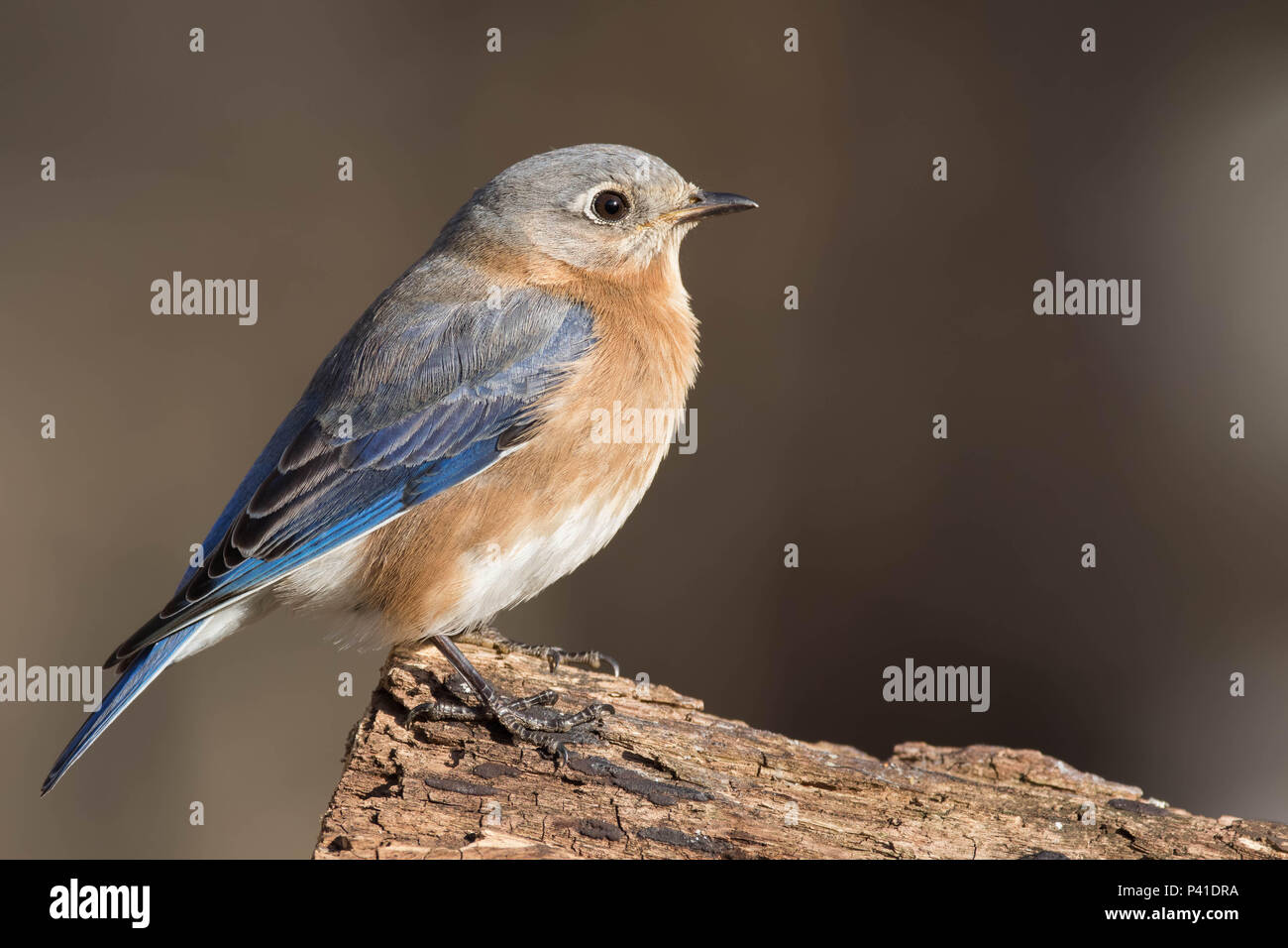 Bluebird and flowers on tree hi-res stock photography and images - Alamy