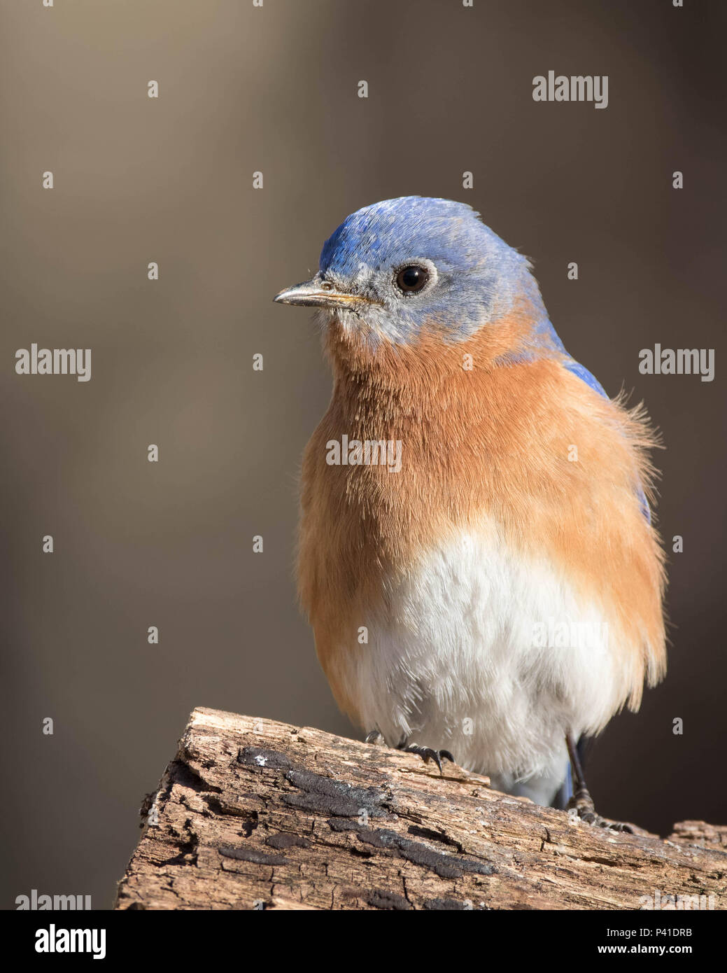 Eastern north america wildlife hi-res stock photography and images - Alamy