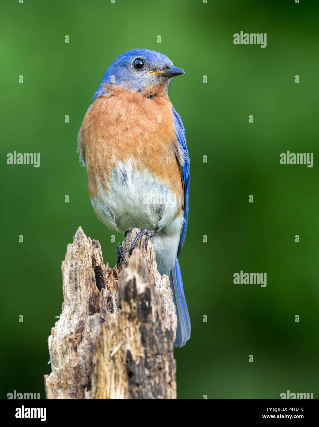 Bluebird hi-res stock photography and images - Alamy