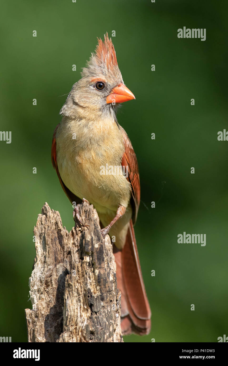 North cardinal hi-res stock photography and images - Alamy