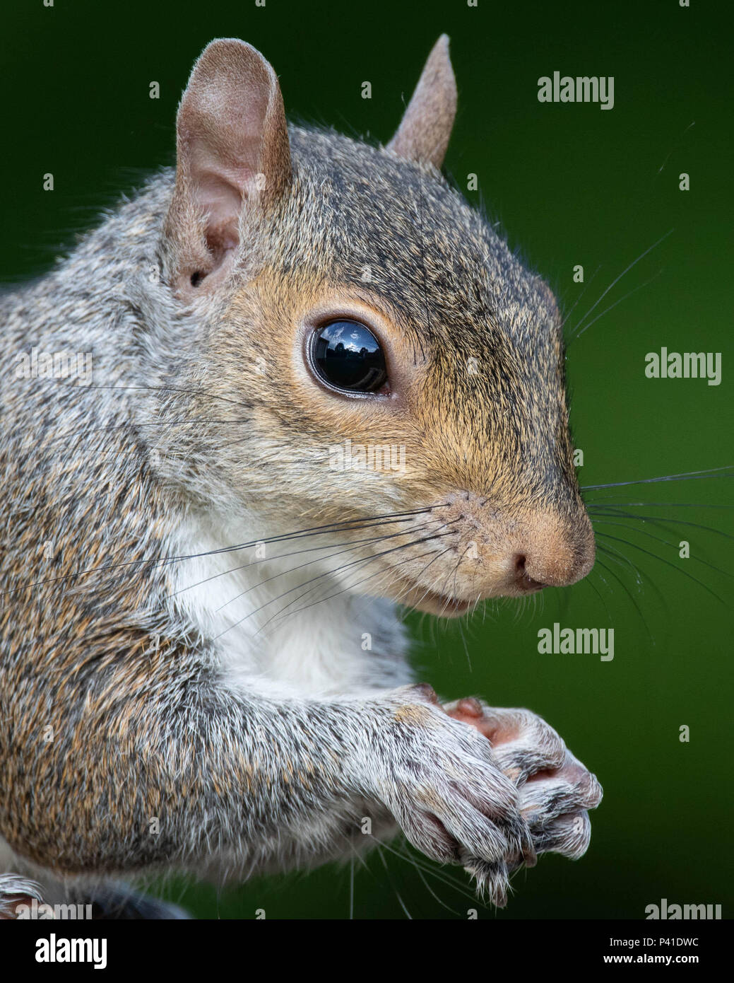 Eastern gray squirrel hi-res stock photography and images - Alamy